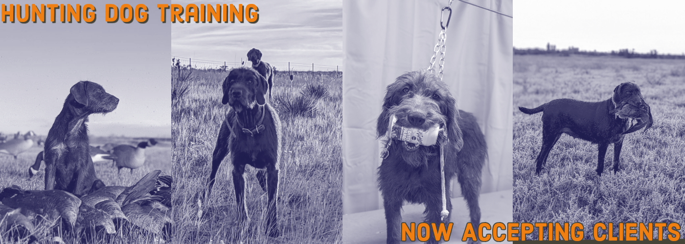 Hunting Dog Training